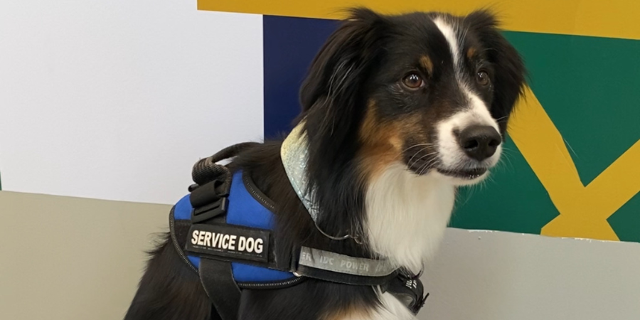 Service Dog Best Practices - National Center on Health, Physical ...